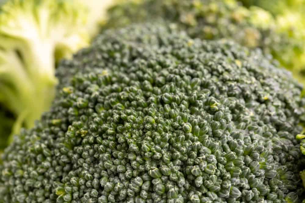 Can Broccoli Go Bad? - Can It Go Bad?